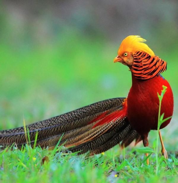 20 Amazingly Beautiful Birds Of The World For Your Inspiration ...
