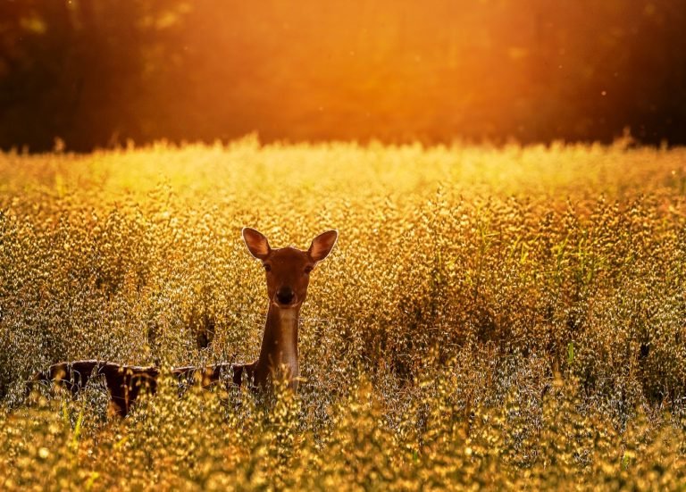 15 Nature Inspiration ideas For You To Explore And Stay Motivated