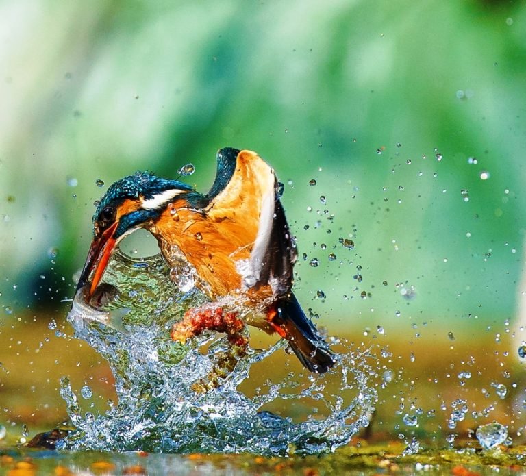 100 Wildlife Photography Inspiration For You To Get Inspired