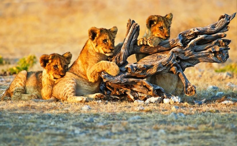 100 Wildlife Photography Inspiration For You To Get Inspired