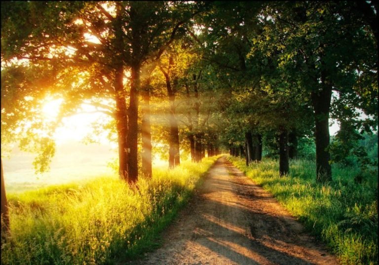 15 Nature Inspiration ideas For You To Explore And Stay Motivated